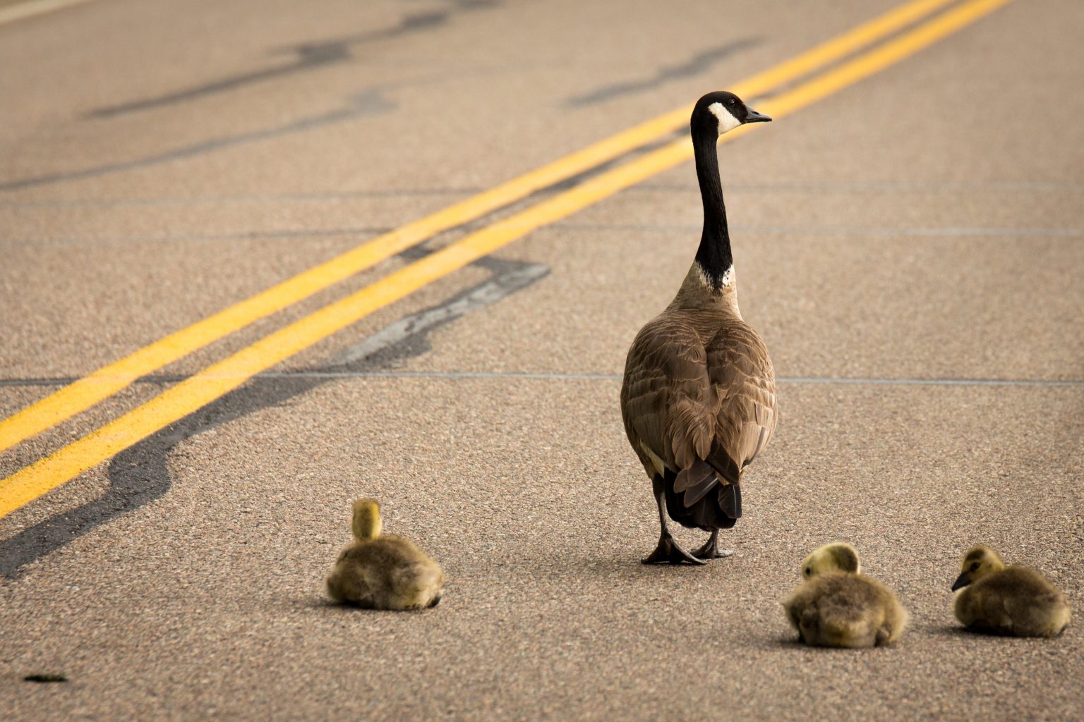 Animals on urban and rural roads - Drivers Education